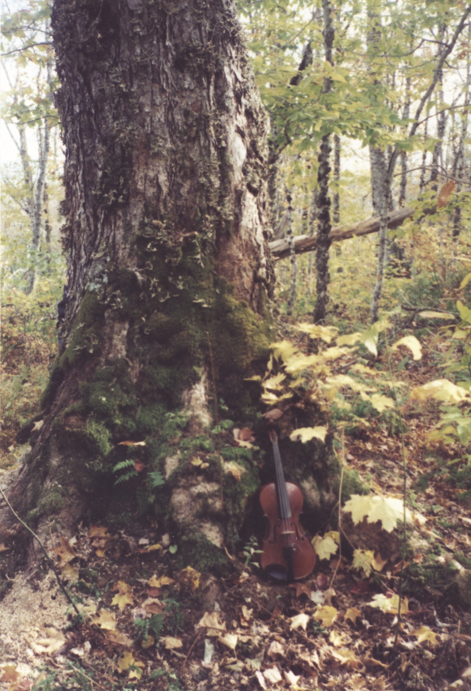 The Fiddletree Lives On | Sue McKay Miller