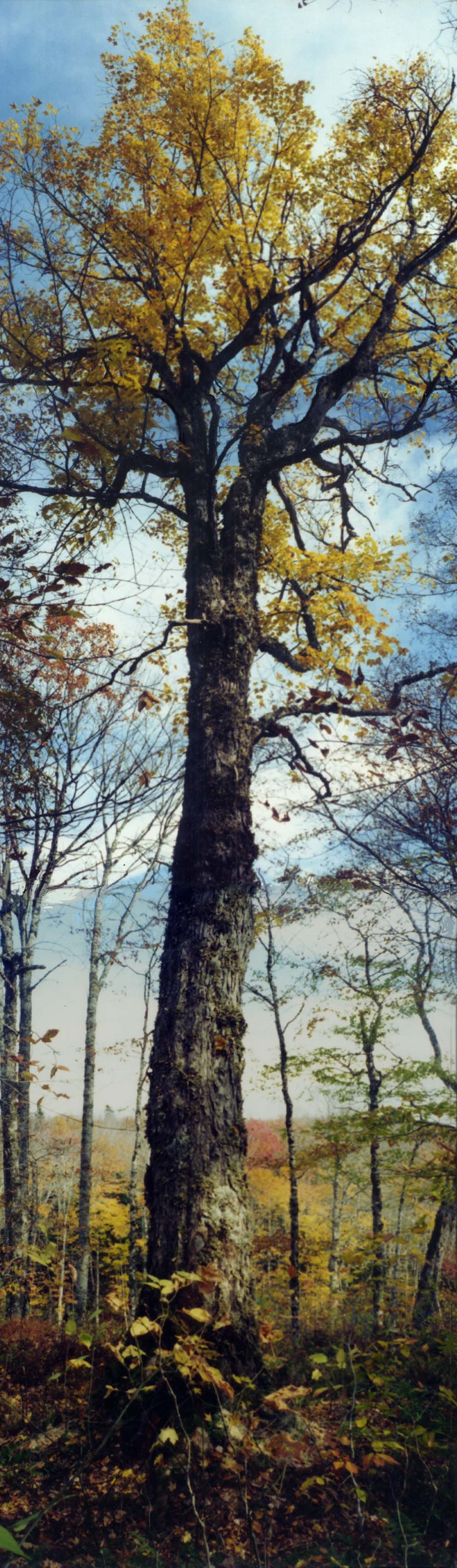 The Fiddletree Lives On | Sue McKay Miller